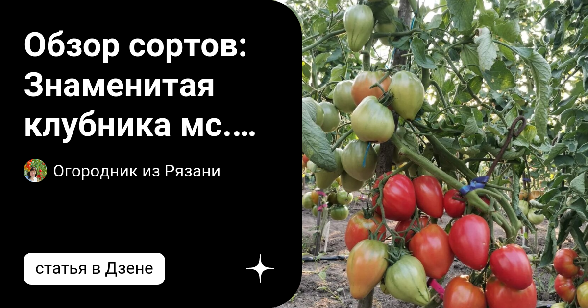 Обзор сортов: Знаменитая клубника мс. Шлаумбах, Золотой поток ...