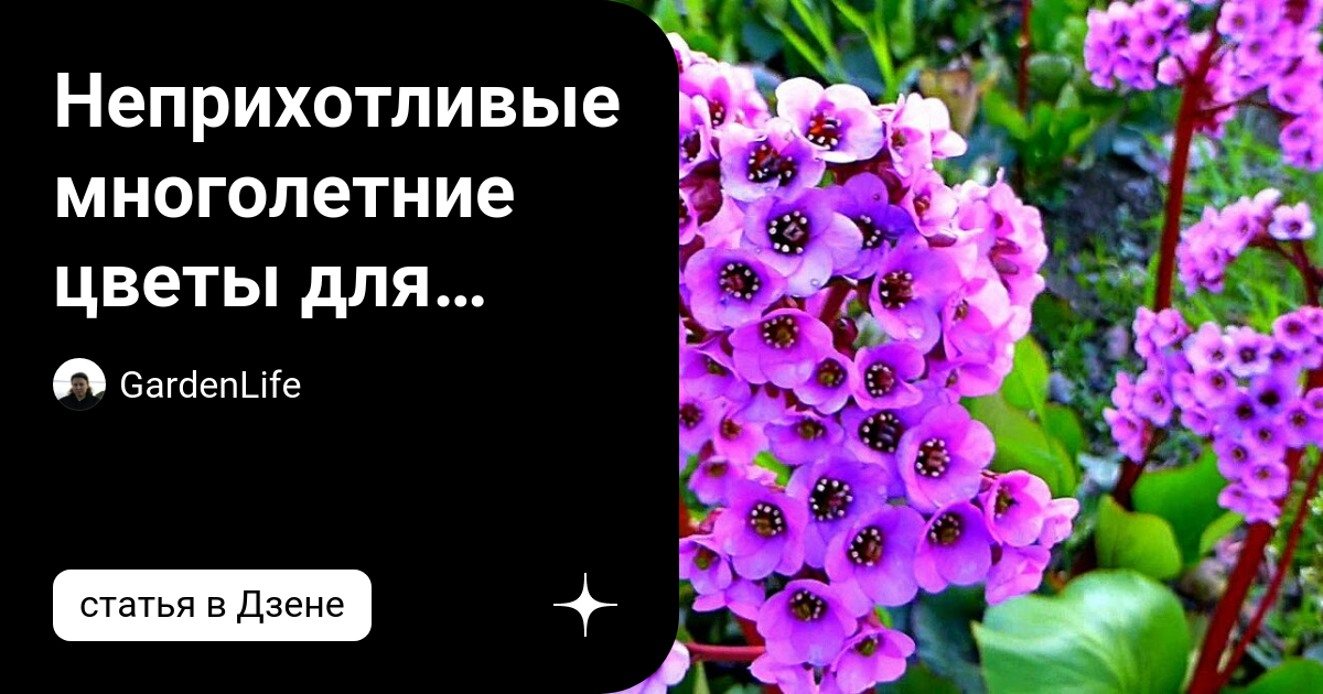 Неприхотливые многолетние цветы для тенистых и солнечных мест, которые ...