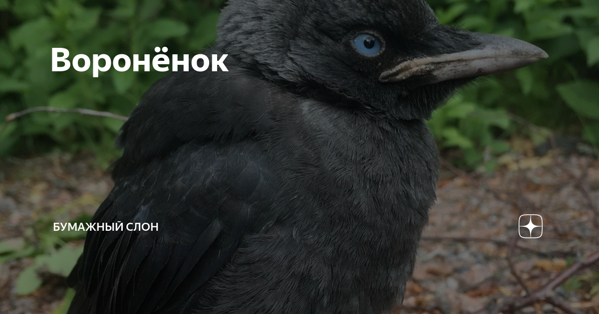 Воронёнок | Бумажный Слон | Дзен