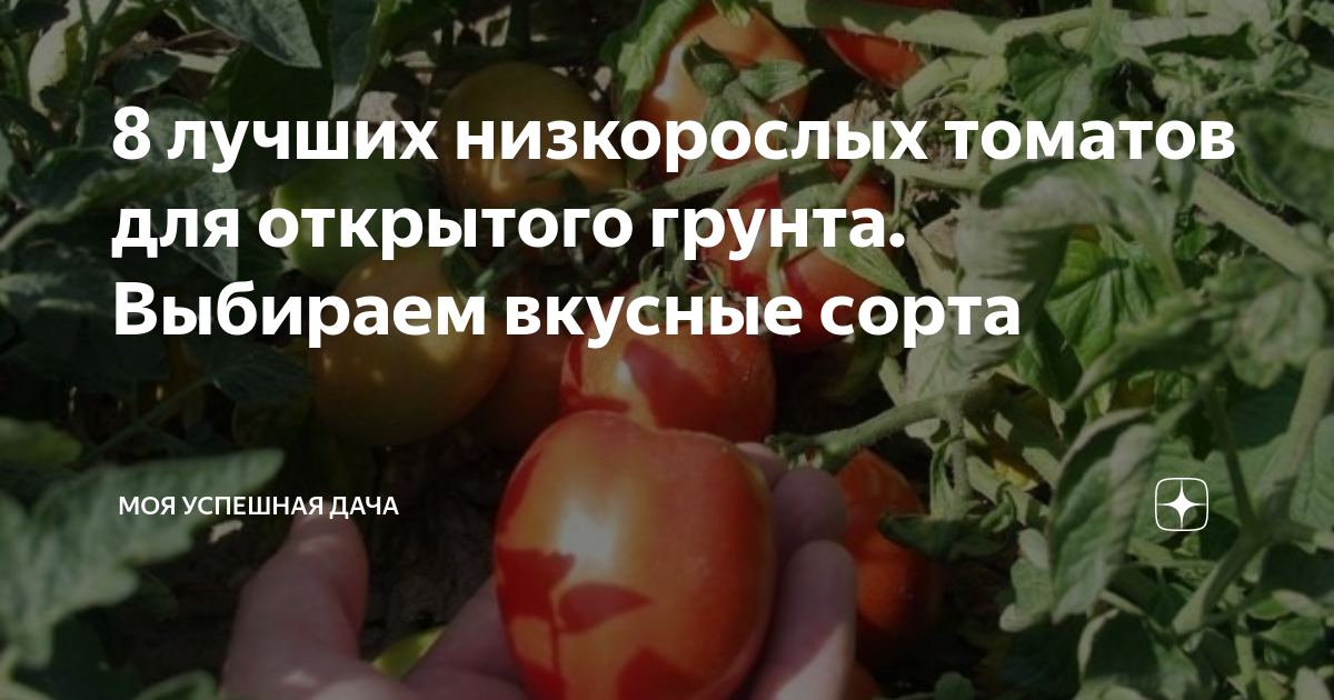 8 лучших низкорослых томатов для открытого грунта. Выбираем вкусные ...