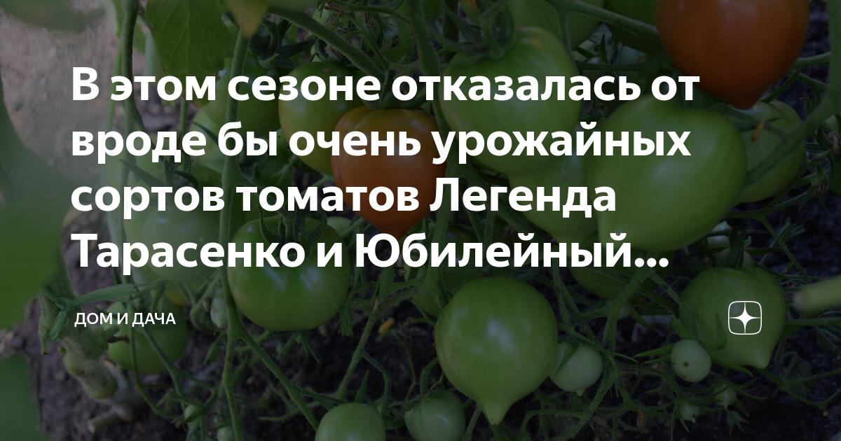 В этом сезоне отказалась от вроде бы очень урожайных сортов томатов ...