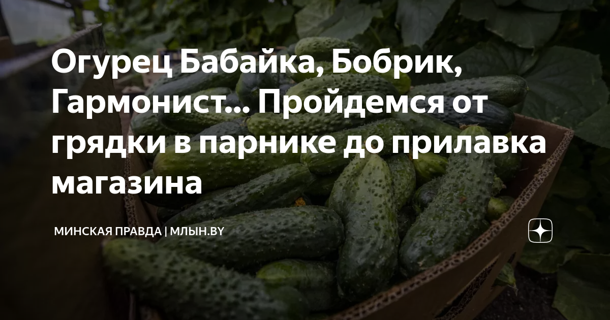 Огурец Бабайка, Бобрик, Гармонист… Пройдемся от грядки в парнике до ...