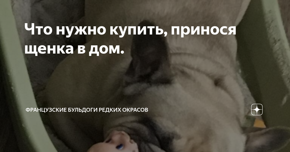 Что нужно купить принося щенка в дом Французские бульдоги редких