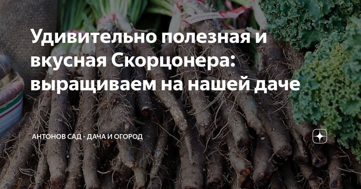 Удивительно полезная и вкусная Скорцонера: выращиваем на нашей даче ...