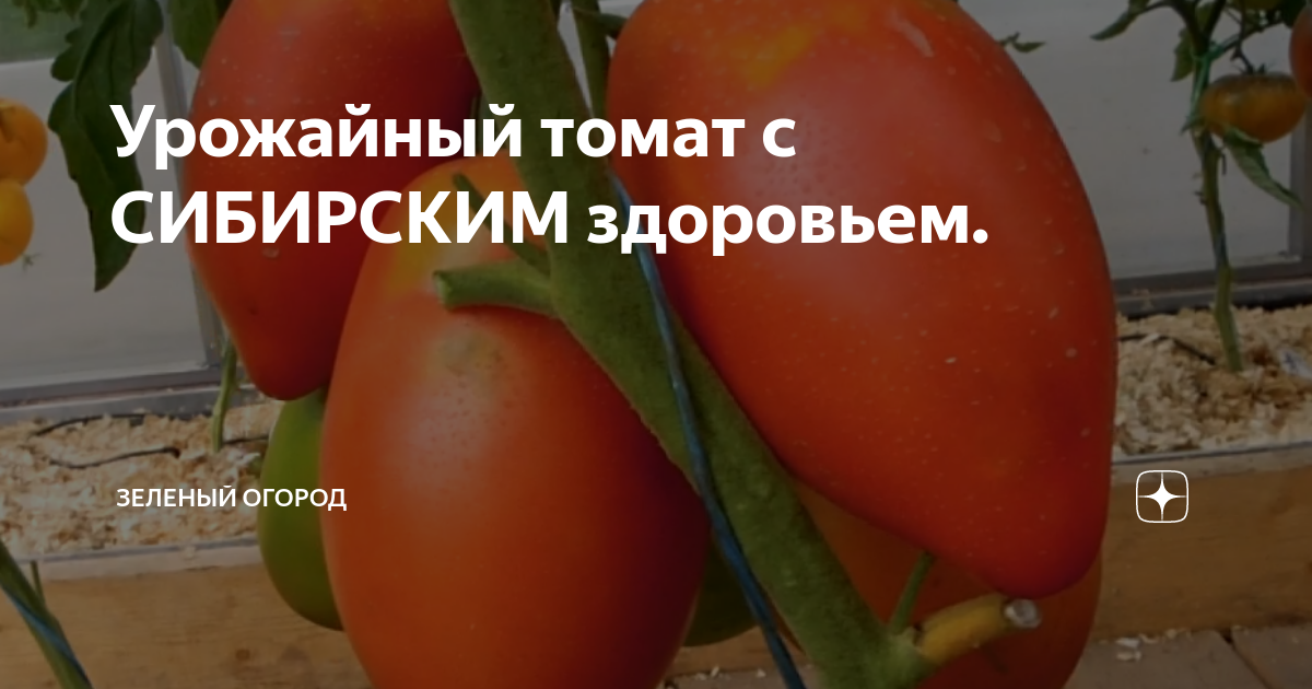Урожайный томат с СИБИРСКИМ здоровьем. | Зеленый Огород | Дзен