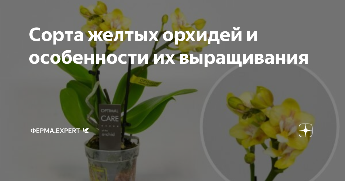 Сорта желтых орхидей и особенности их выращивания | Ферма.expert 🌿 | Дзен