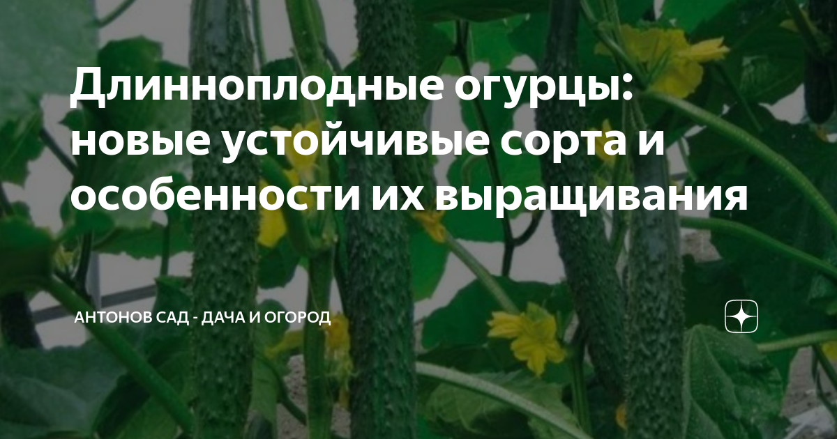 Длинноплодные огурцы: новые устойчивые сорта и особенности их ...