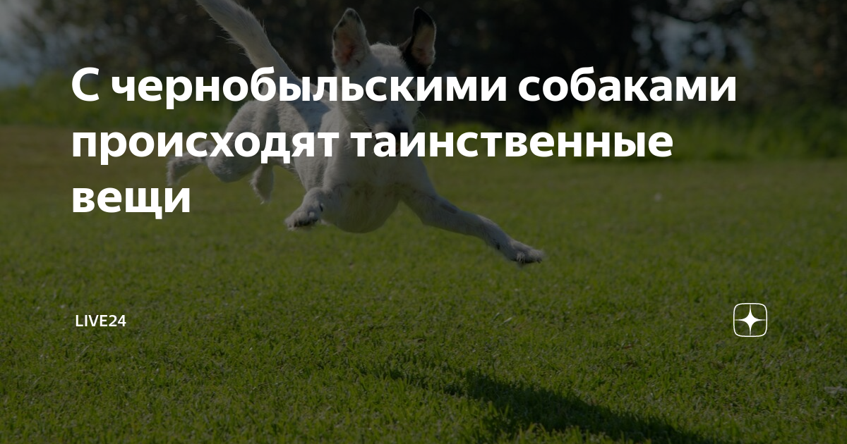 С чернобыльскими собаками происходят таинственные вещи | LIVE24 | Дзен