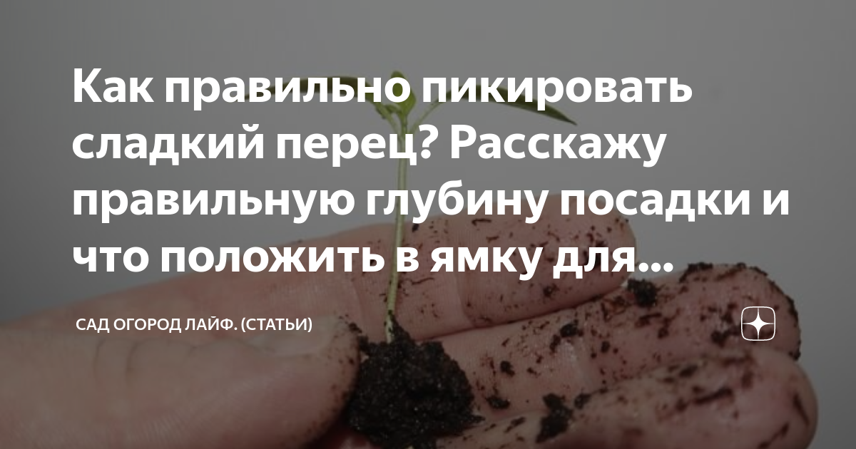 Как правильно пикировать сладкий перец? Расскажу правильную глубину ...