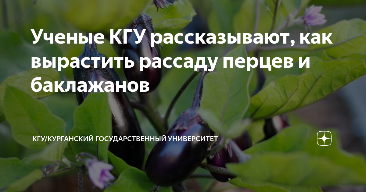 Ученые КГУ рассказывают, как вырастить рассаду перцев и баклажанов ...