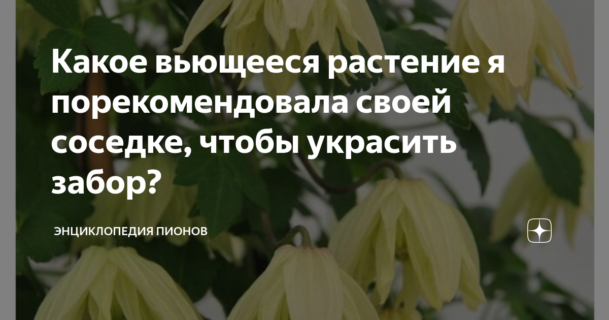 Какое вьющееся растение я порекомендовала своей соседке, чтобы украсить ...