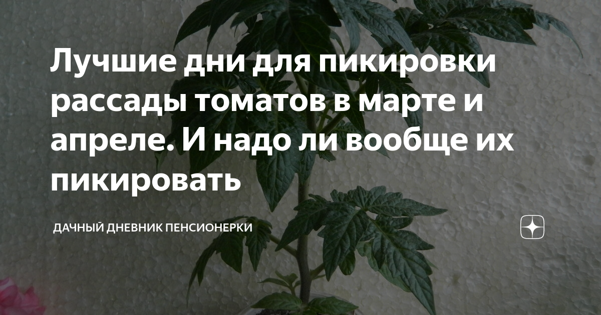 Лучшие дни для пикировки рассады томатов в марте и апреле И надо ли
