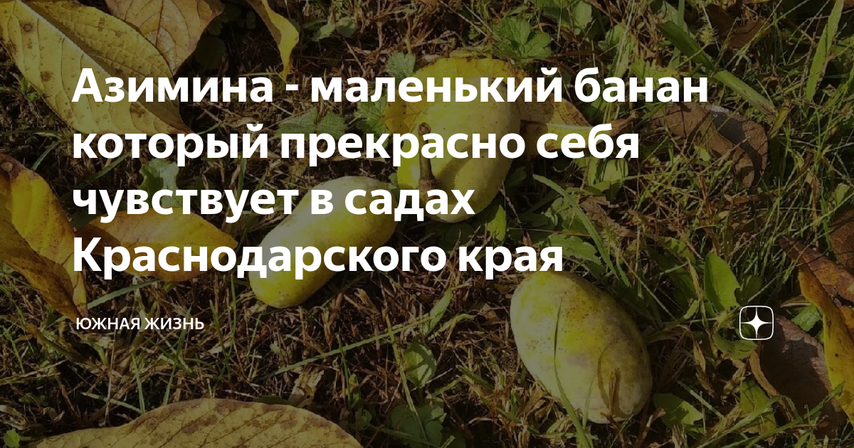 Азимина - маленький банан который прекрасно себя чувствует в садах ...