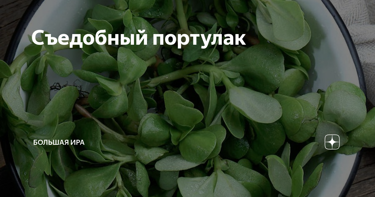 Съедобный портулак | Большая Ира | Дзен