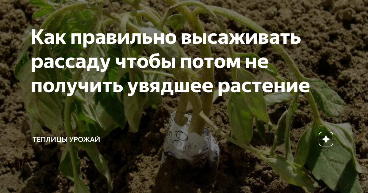 Как правильно высаживать рассаду чтобы потом не получить увядшее ...