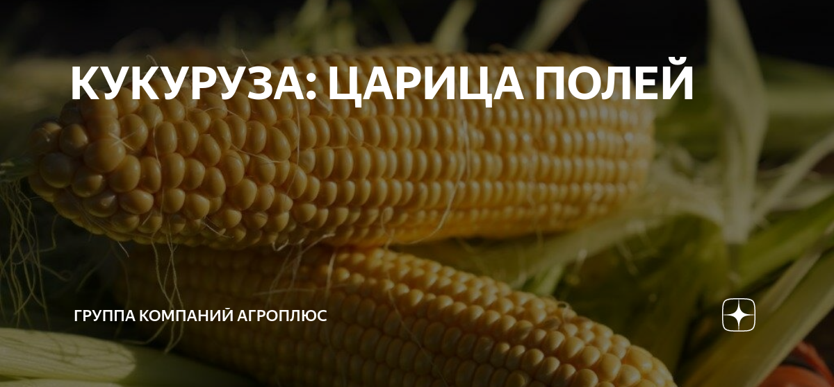 КУКУРУЗА: ЦАРИЦА ПОЛЕЙ | Группа Компаний АгроПлюс | Дзен