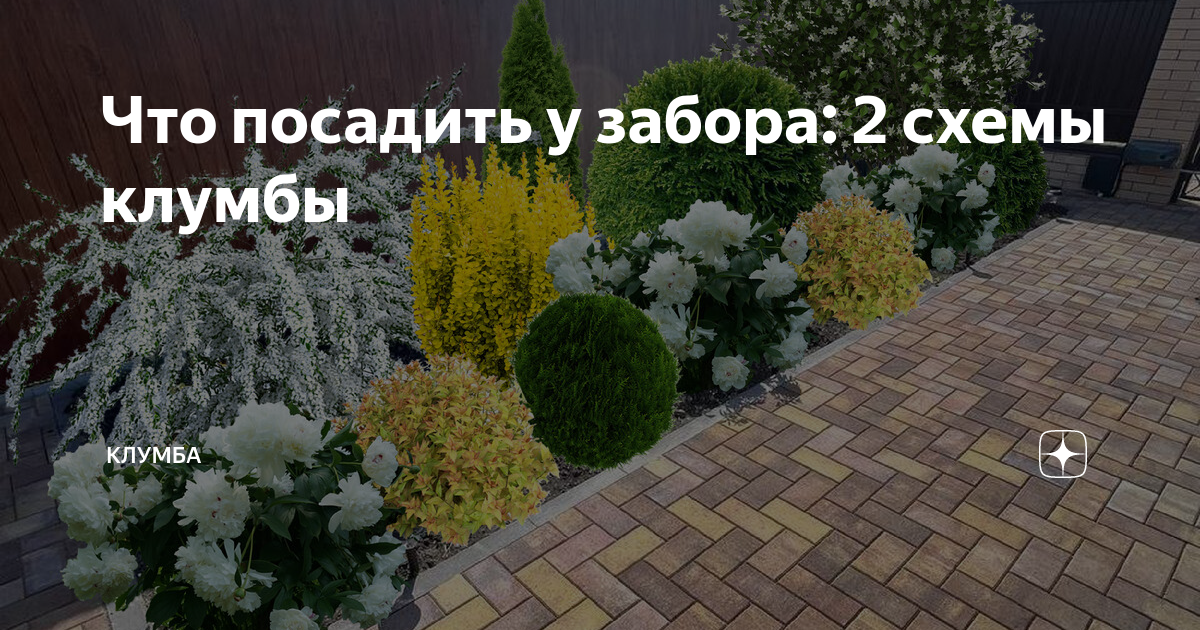 Что посадить у забора: 2 схемы клумбы | КЛУМБА | Дзен