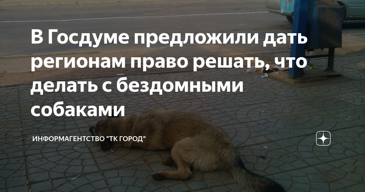 В Госдуме предложили дать регионам право решать что делать с бездомными собаками