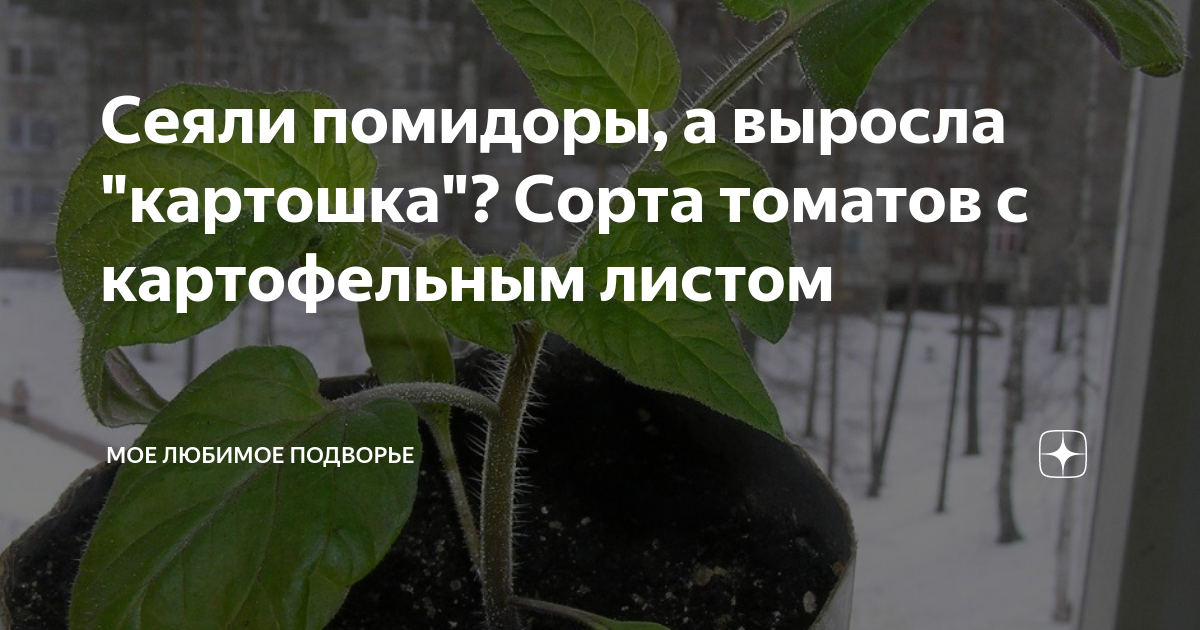 Сеяли помидоры, а выросла "картошка"? Сорта томатов с картофельным ...