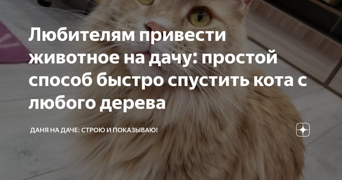 Любителям привести животное на дачу: простой способ быстро спустить ...