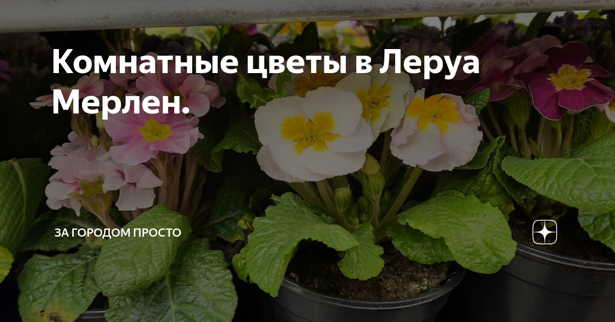 Комнатные цветы в Леруа Мерлен. | За городом просто | Дзен