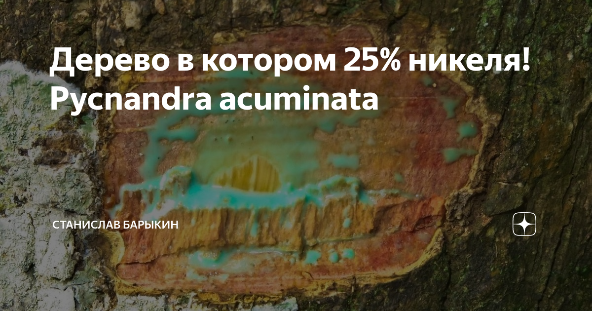 Дерево в котором 25% никеля! Pycnandra acuminata | Станислав Барыкин | Дзен
