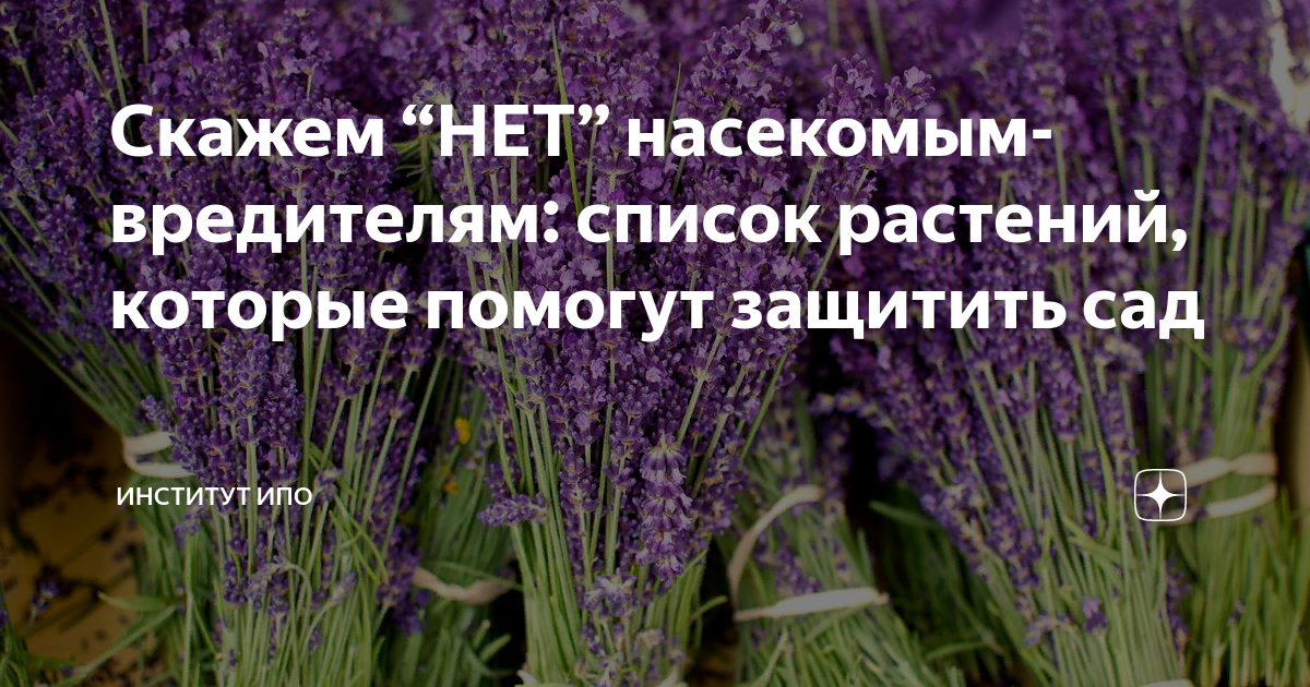 Скажем “НЕТ” насекомым-вредителям: список растений, которые помогут ...