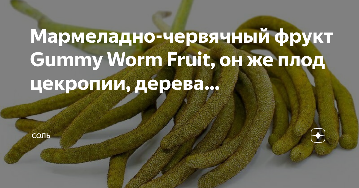 Мармеладно-червячный фрукт Gummy Worm Fruit, он же плод цекропии ...