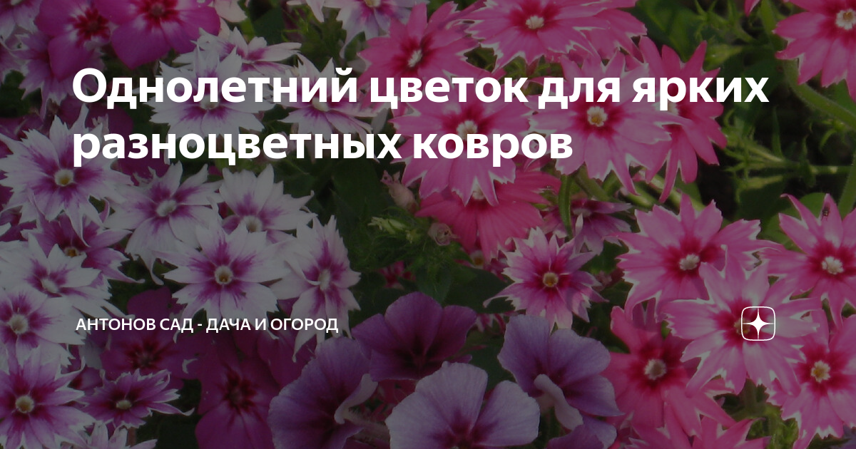 Однолетний цветок для ярких разноцветных ковров | Антонов сад - дача и ...