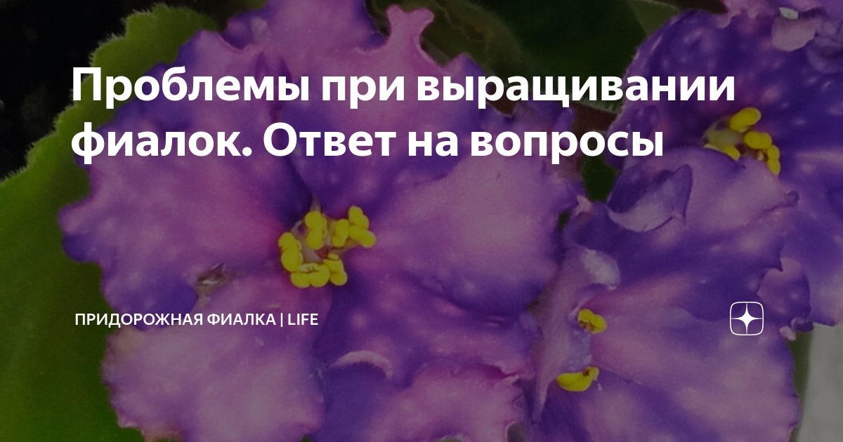Проблемы при выращивании фиалок. Ответ на вопросы | Придорожная фиалка ...