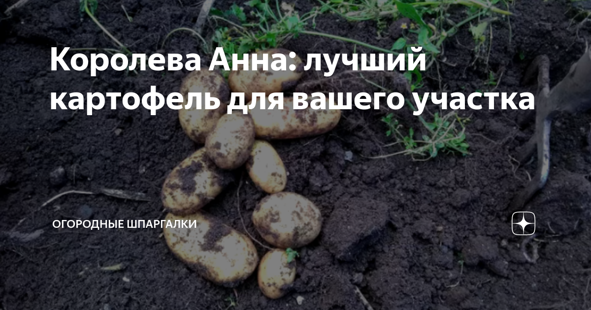 Королева Анна: лучший картофель для вашего участка | Огородные ...