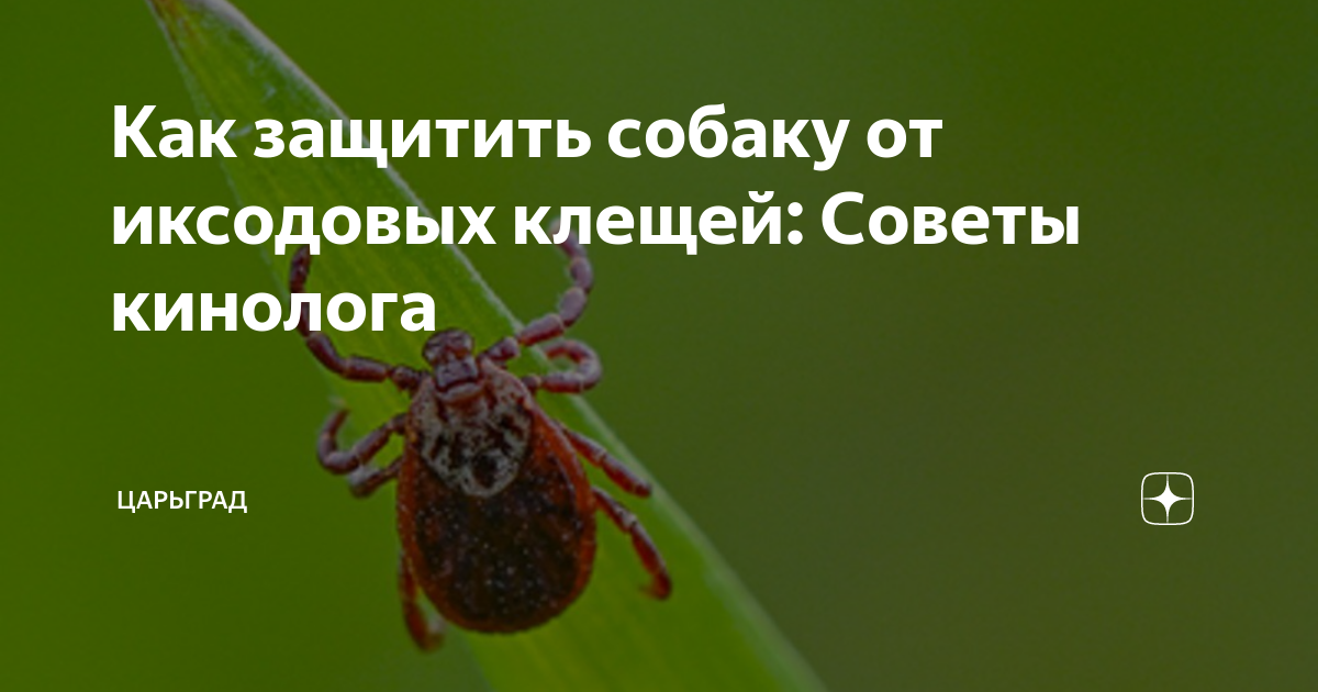 Как защитить собаку от иксодовых клещей: Советы кинолога | Царьград | Дзен