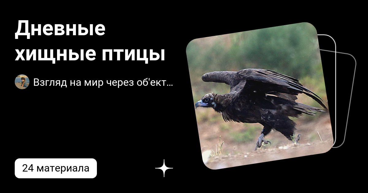 Дневные хищные птицы | Взгляд на мир через об'ектив | Дзен