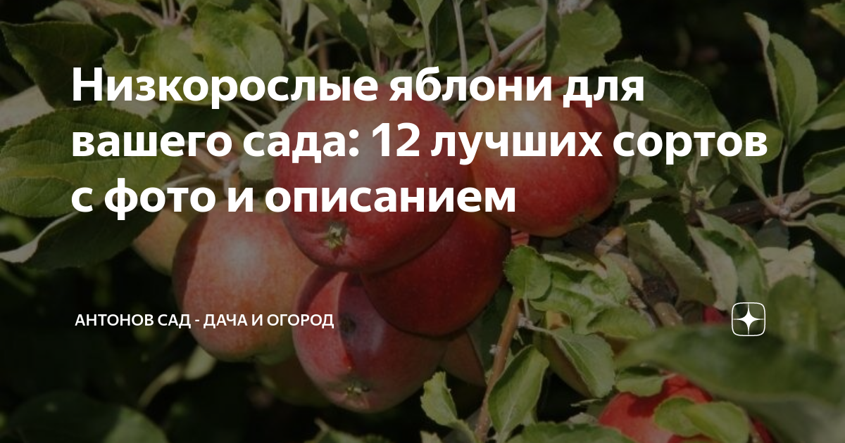 Низкорослые яблони для вашего сада: 12 лучших сортов с фото и описанием ...