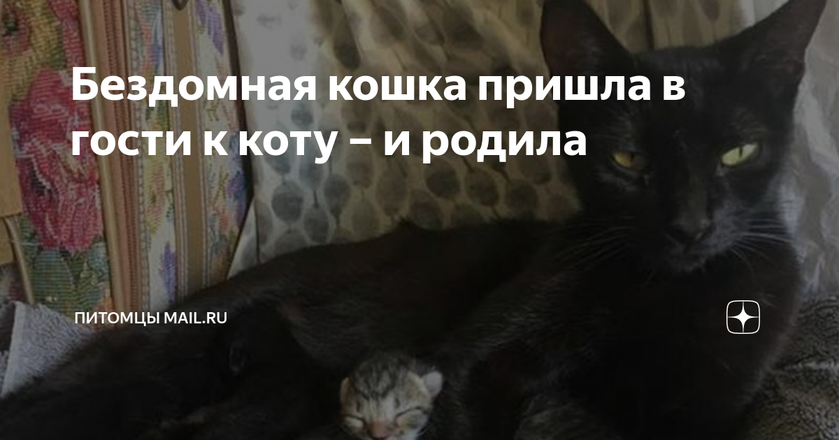 Бездомная кошка пришла в гости к коту и родила Питомцы Дзен