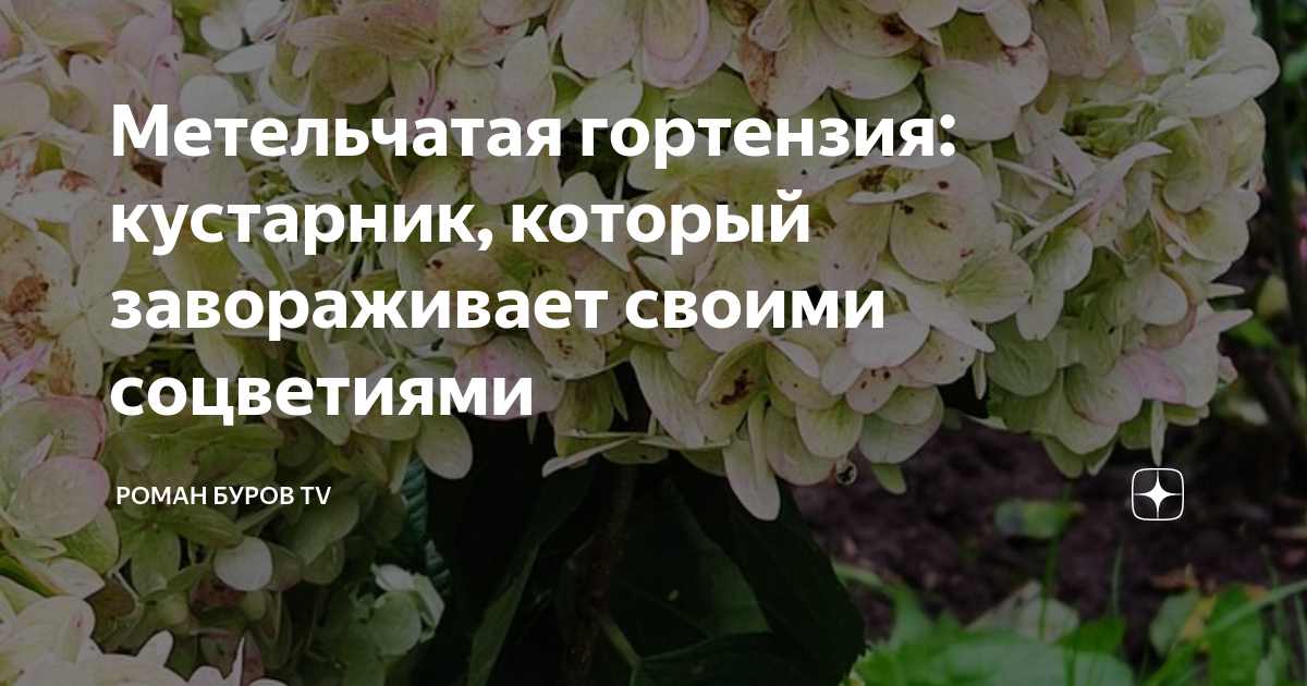 Метельчатая гортензия: кустарник, который завораживает своими ...