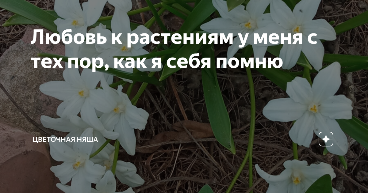 Любовь к растениям у меня с тех пор, как я себя помню | Цветочная няша ...