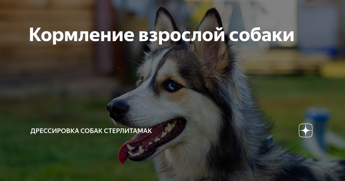 Кормление взрослой собаки | дрессировка собак Алексей Саламатин | Дзен