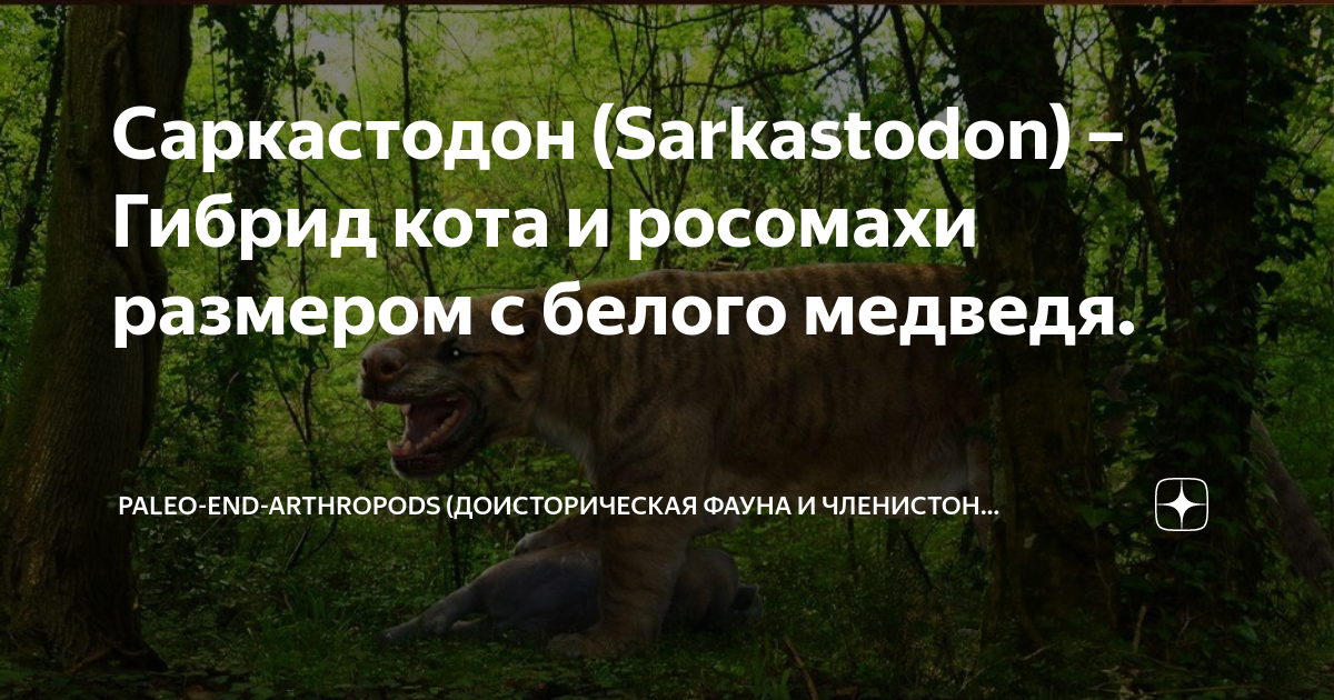 Саркастодон (Sarkastodon) – Гибрид кота и росомахи размером с белого ...