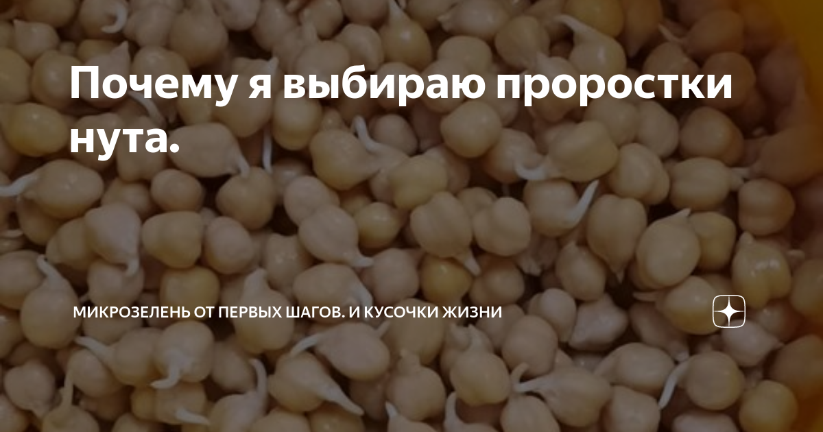 Почему я выбираю проростки нута. | Микрозелень от первых шагов. И ...