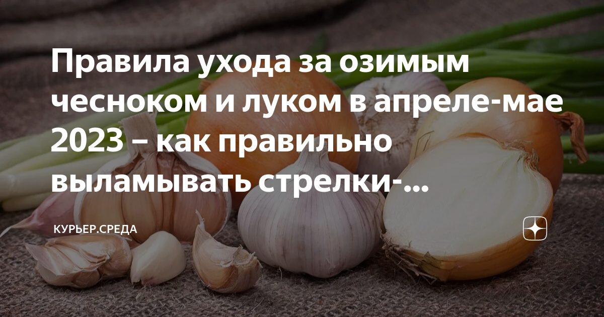 Правила ухода за озимым чесноком и луком в апреле мае 2023 как правильно выламывать стрелки