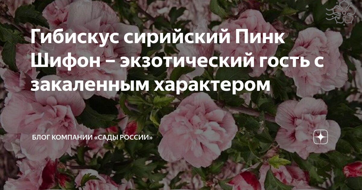 Гибискус сирийский Пинк Шифон – экзотический гость с закаленным ...