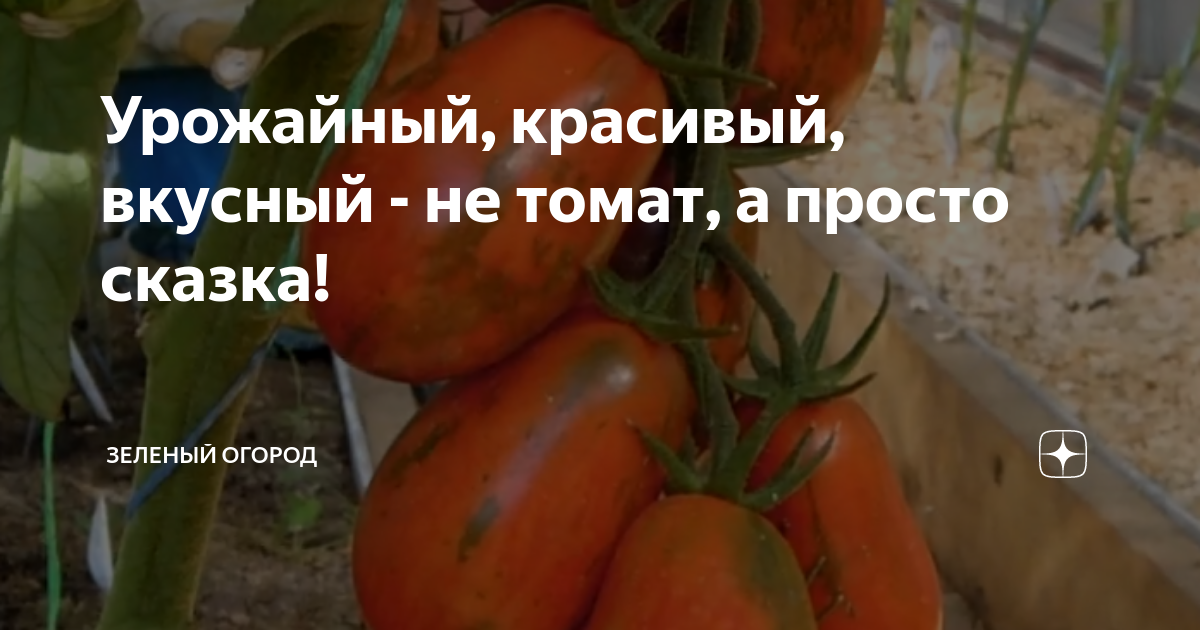 Урожайный, красивый, вкусный - не томат, а просто сказка! | Зеленый ...