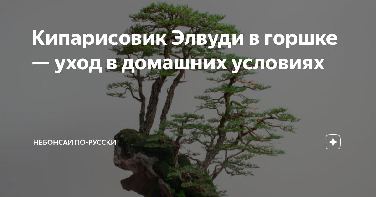 Кипарисовик Элвуди в горшке — уход в домашних условиях | неБонсай по ...