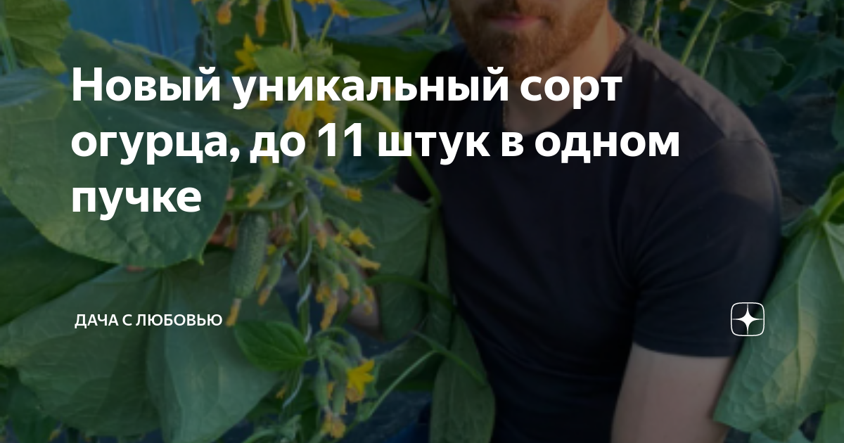 Новый уникальный сорт огурца, до 11 штук в одном пучке | Дача с Любовью ...