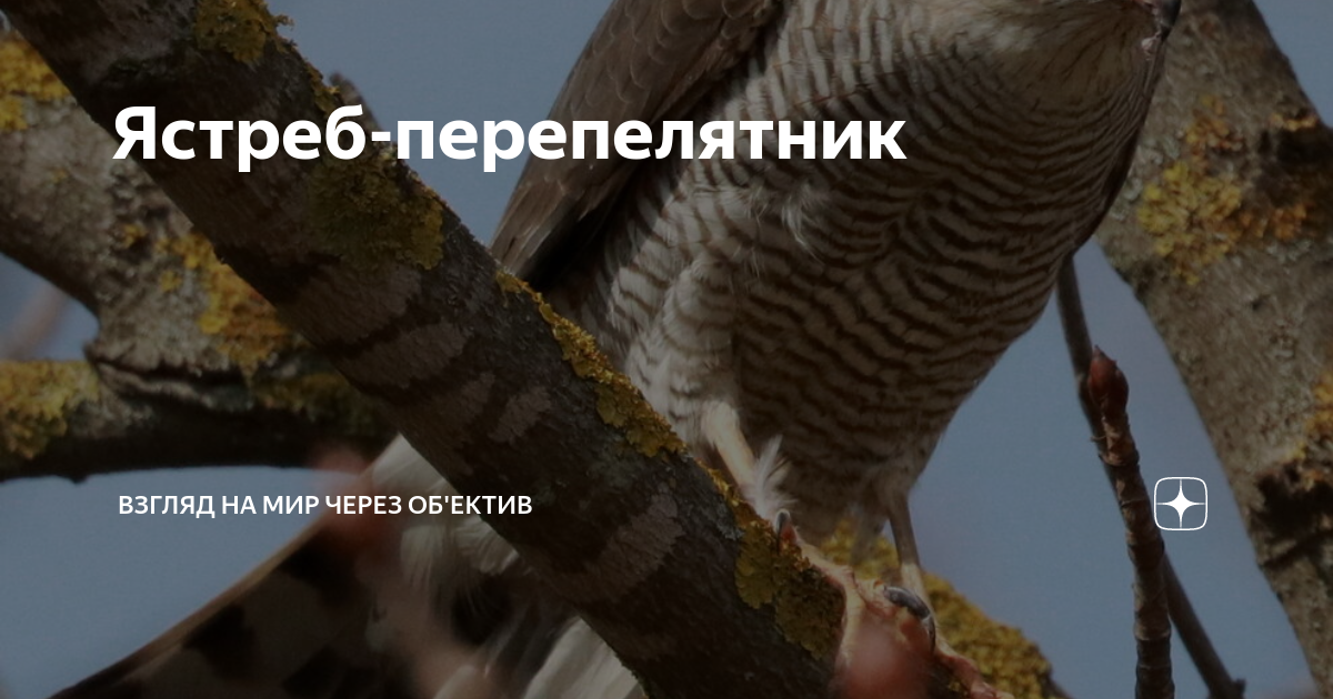 Ястреб-перепелятник | Взгляд на мир через об'ектив | Дзен