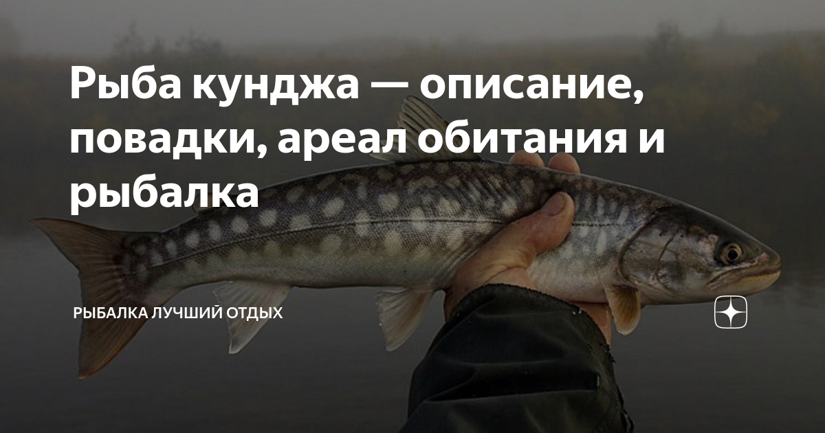 Рыба кунджа — описание, повадки, ареал обитания и рыбалка | Рыбалка ...