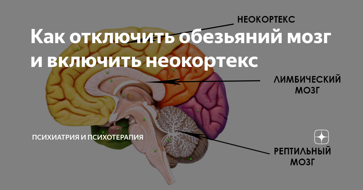 Как отключить обезьяний мозг и включить неокортекс | ПСИХИАТРИЯ и ...