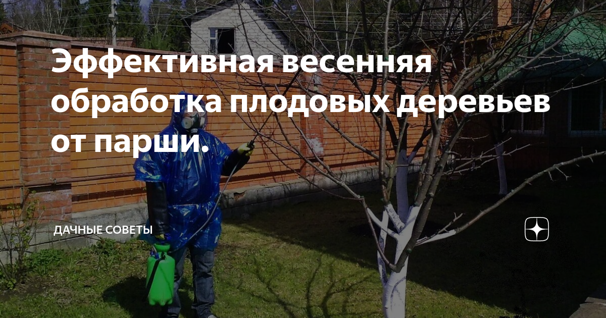Эффективная весенняя обработка плодовых деревьев от парши. | Дачные ...