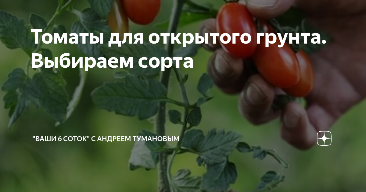 Томаты для открытого грунта. Выбираем сорта | "Ваши 6 соток" с Андреем ...